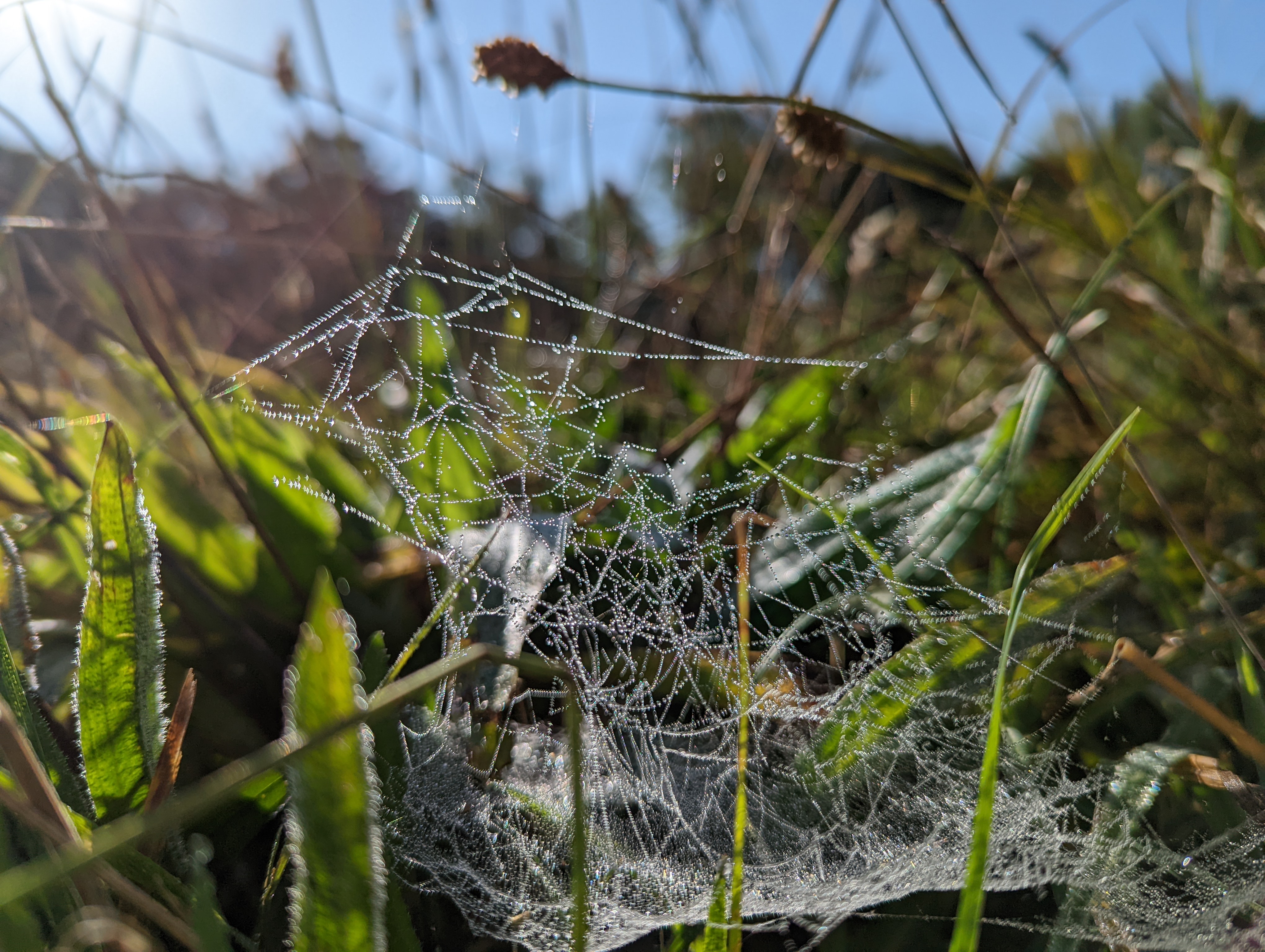 Spider Webs – TRISH TRAVEL FOOD