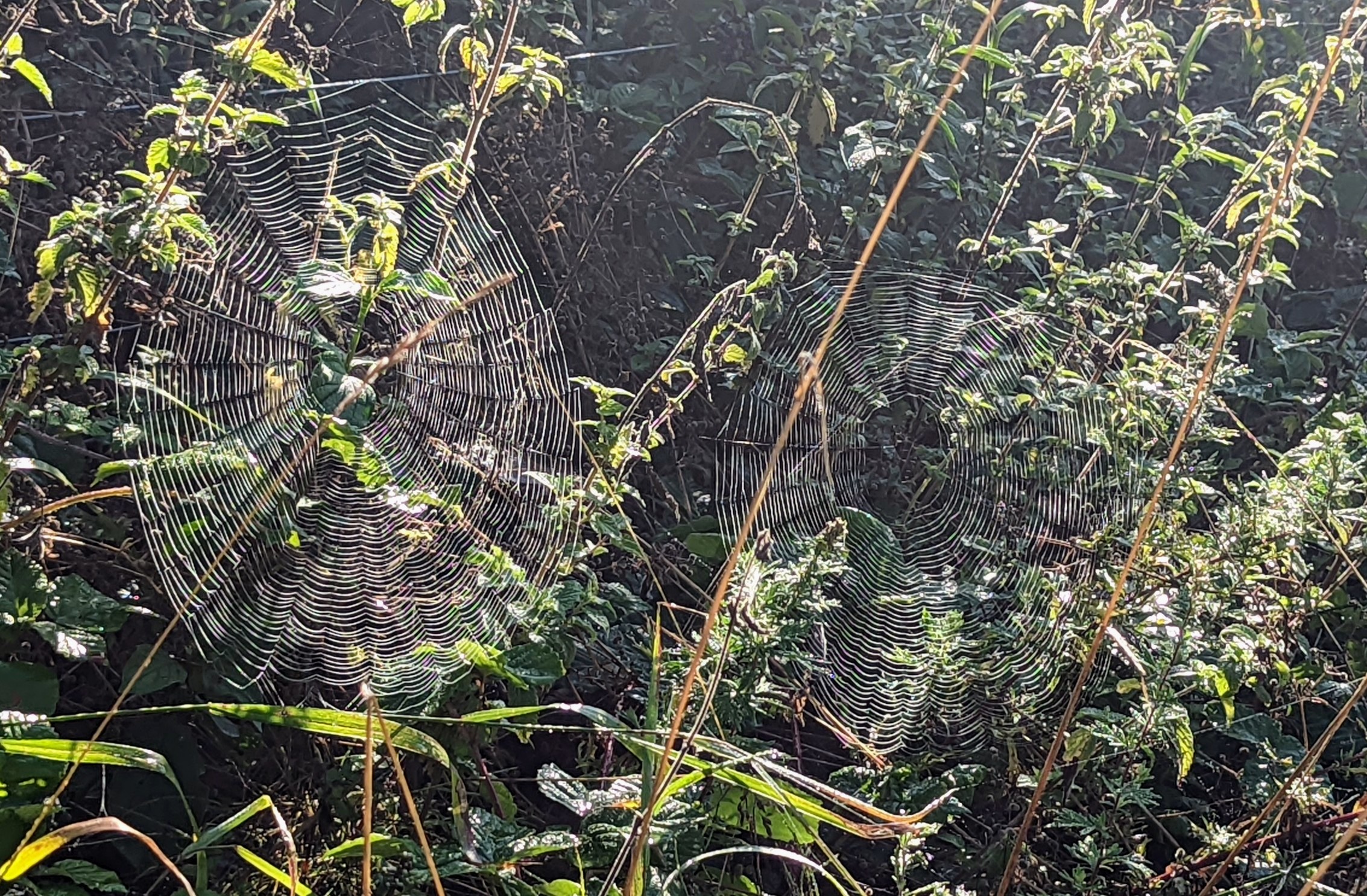 Spider Webs – TRISH TRAVEL FOOD