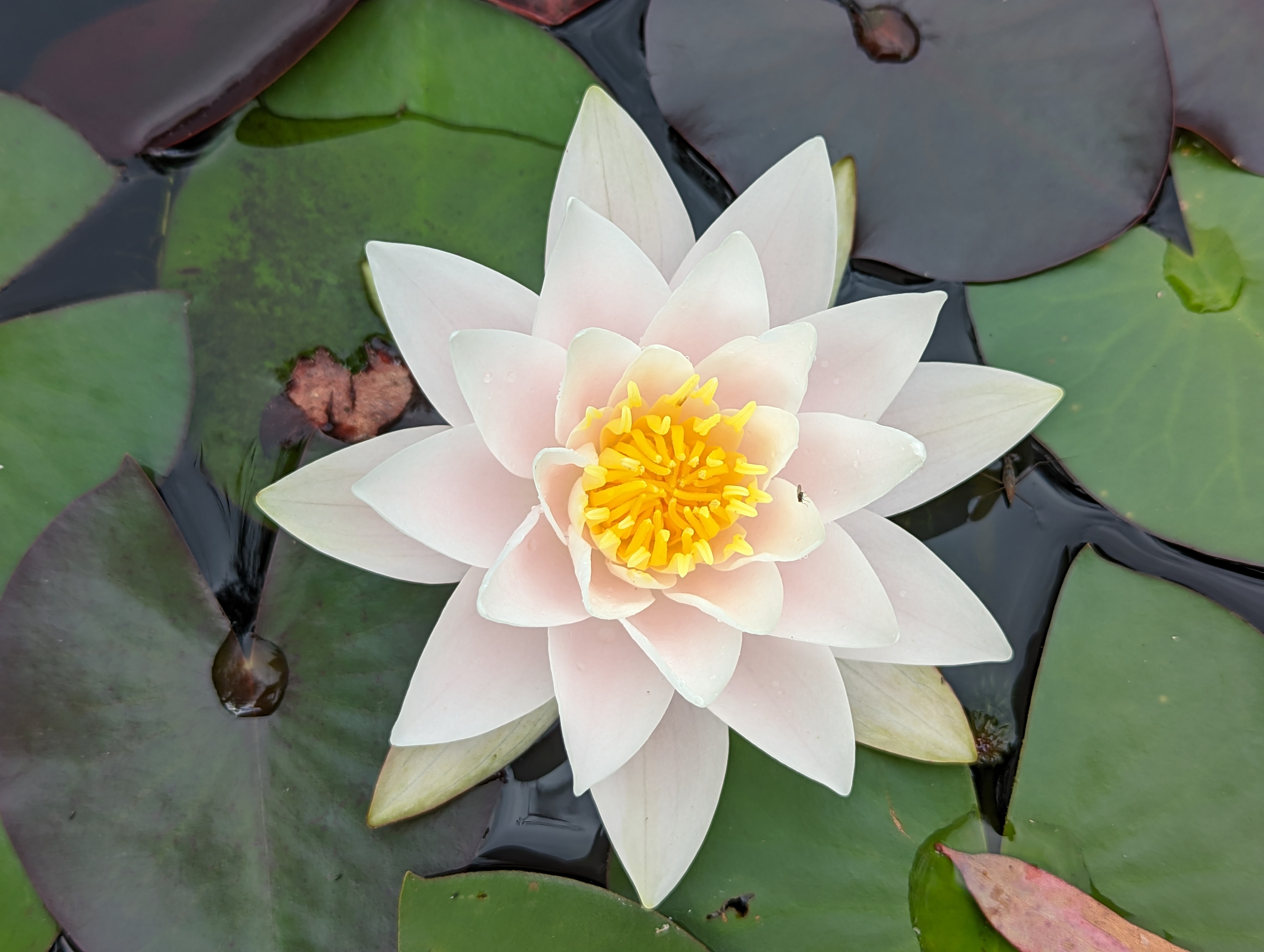 Water Lily – TRISH TRAVEL FOOD