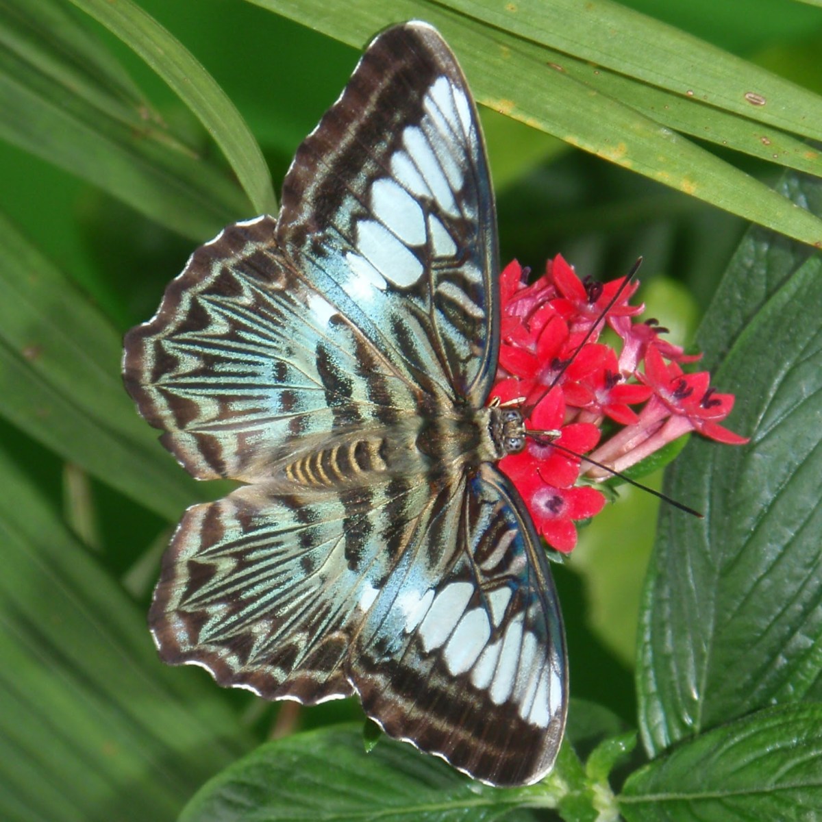 Blue Clipper Butterfly – TRISH TRAVEL FOOD
