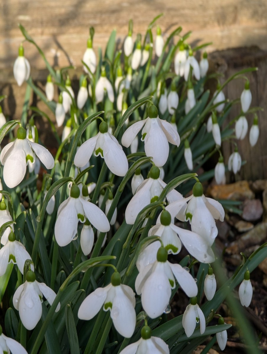 Snowdrops – TRISH TRAVEL FOOD
